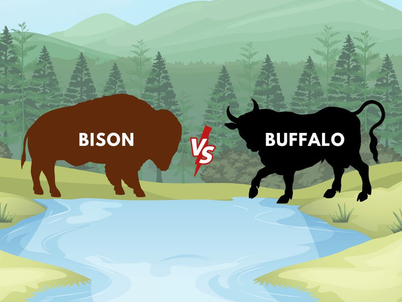 Bison vs. Buffalo: Understanding the Key Differences – One Stop Halal