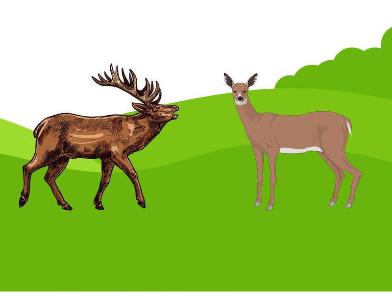 Elk vs. Deer: The Ultimate Guide to Wild Game Meat – One Stop Halal