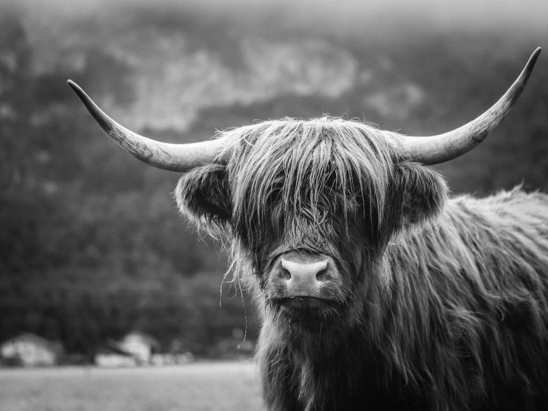 Farm to Table: Tracing the Journey of Meat from Farm to Butcher Shop ...