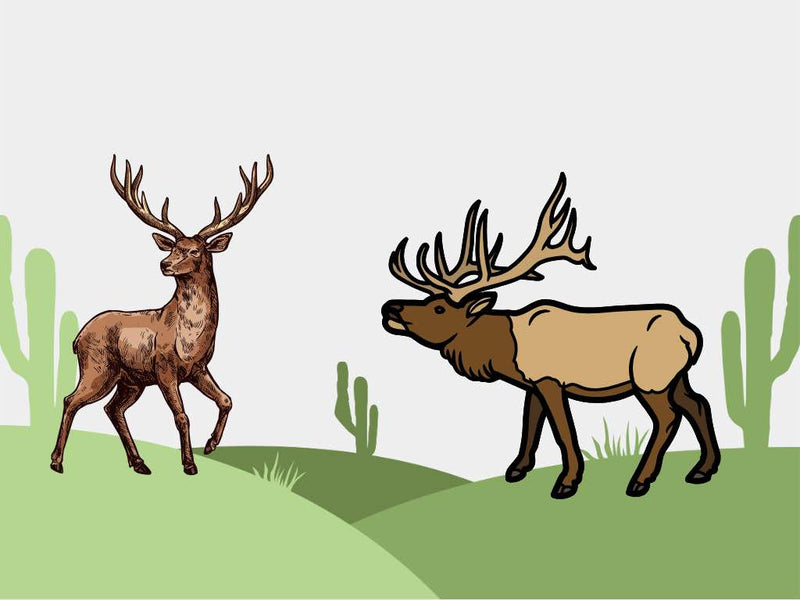 Red Stag vs. Elk Meat: The Ultimate Comparison for Game Meat – One Stop ...
